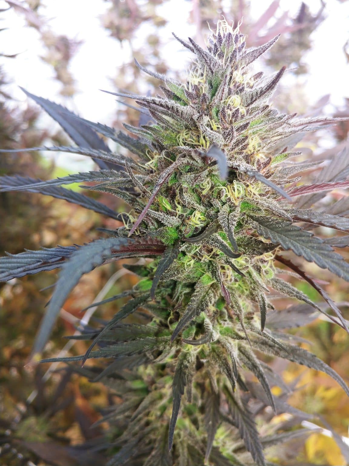 Purple Propaghanda – Pura Seed of Oregon